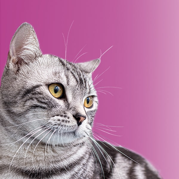 WHISKAS® Dry Functional Cat Food for cats Individual needs
