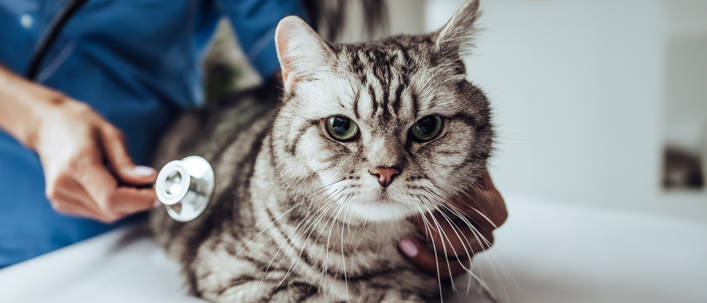 Cat & Kitten Vaccinations, Booster Doses, and Schedule - Whiskas® ME