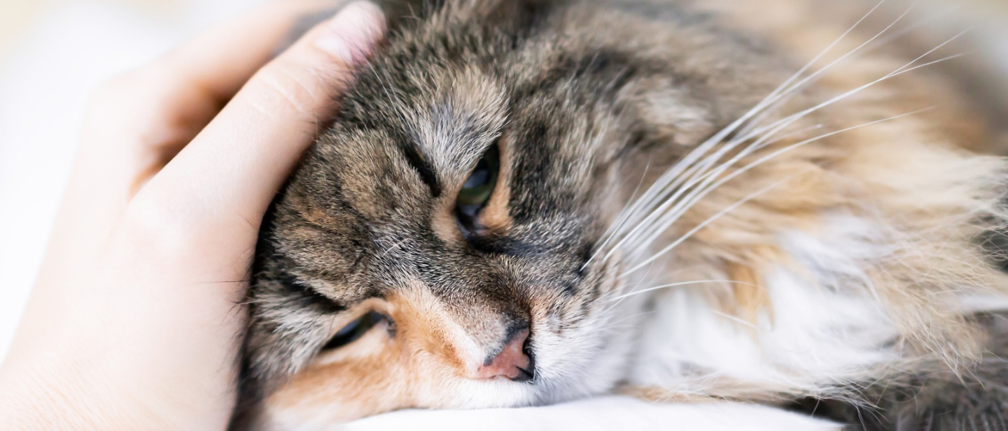 Grieving Cat's Loss: Tips to Cope With Loss of Pet Cat - Whiskas® ME