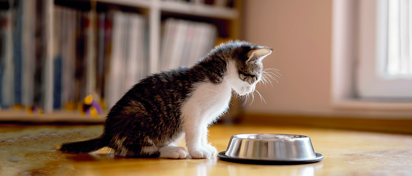 Learn What To Feed A Newborn Kitten With These 7 Feeding Tips-Whiskas® ME