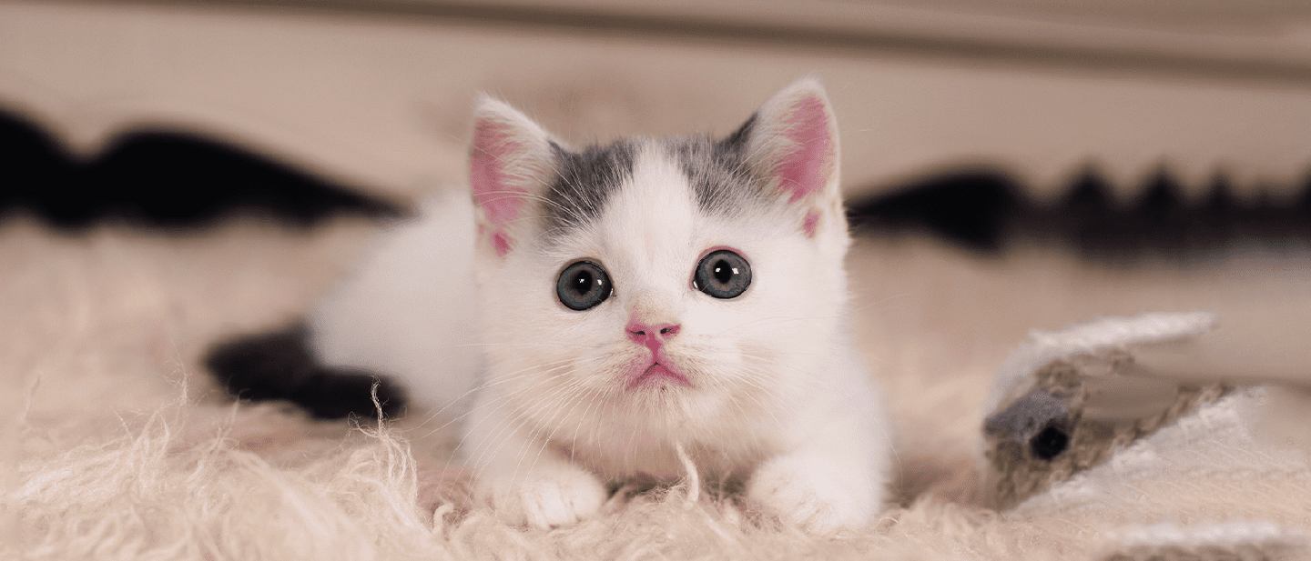 Common Kitten Sounds And Their Meaning - Whiskas® ME