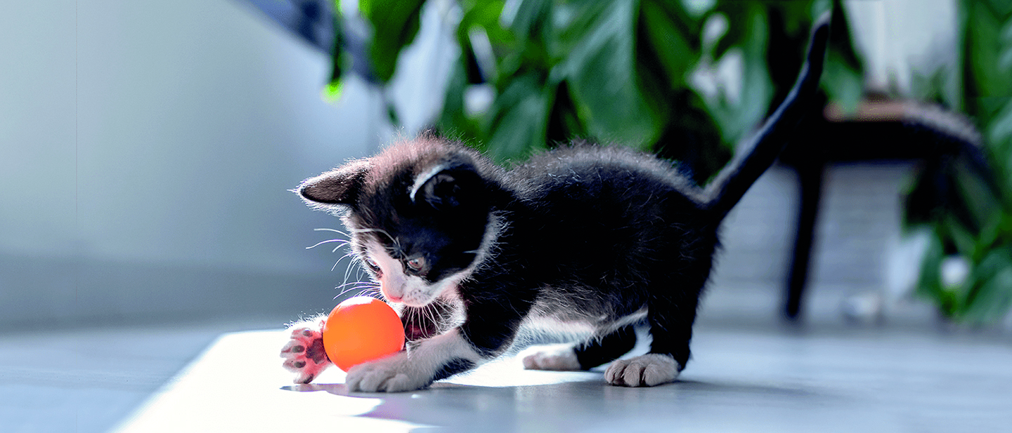 Kitten Playtime Activities:5 Fun Games for Kittens - Whiskas® ME
