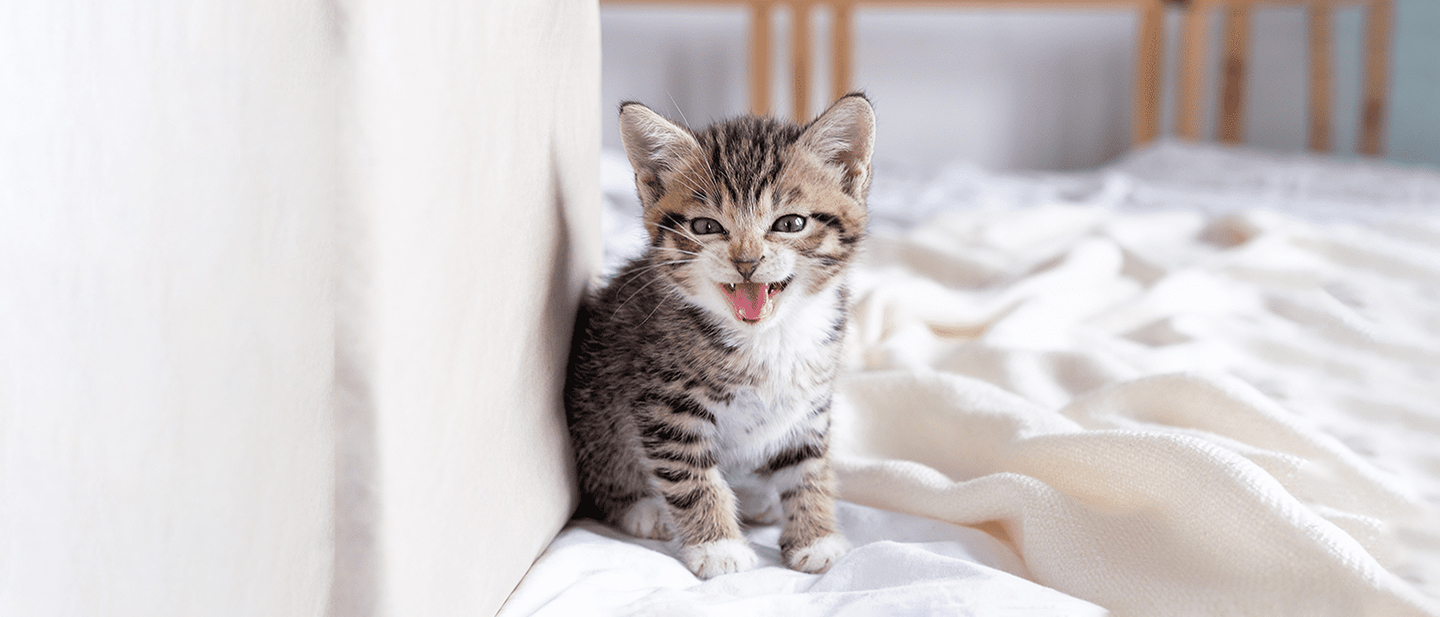 Kitten Aggressive Behavior:5 Ways of Reducing Kitten Aggression ...