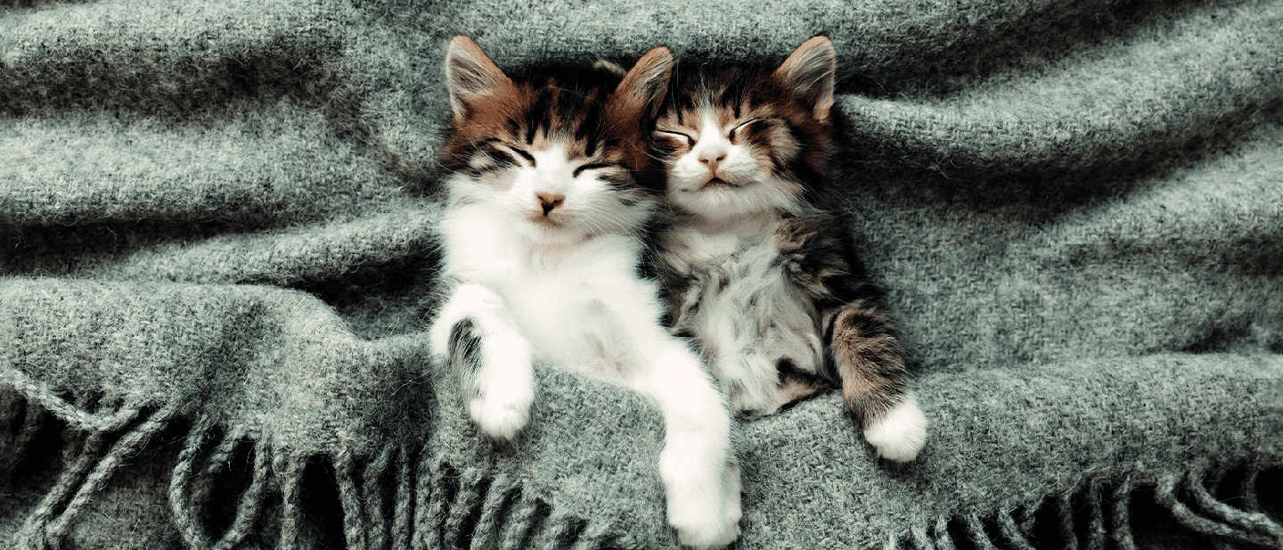 kittens sleep together