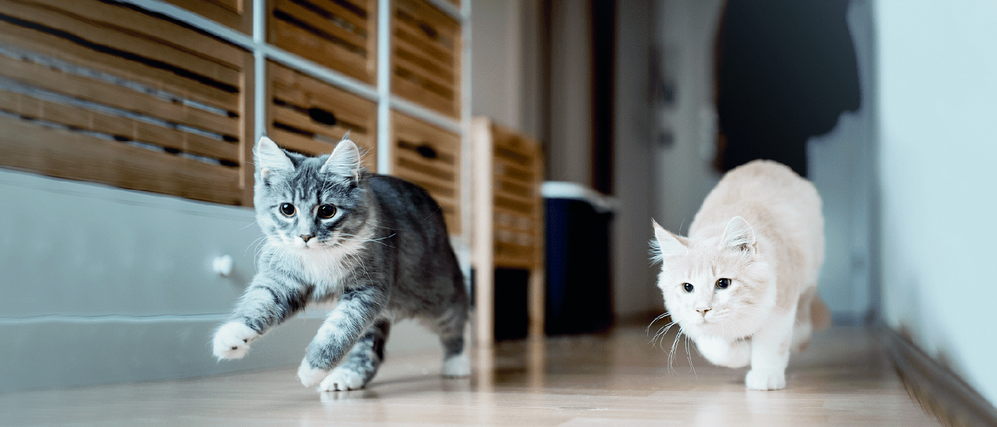 Cat Proofing: Make Your Home Scratch Proof & Safe - Whiskas® ME