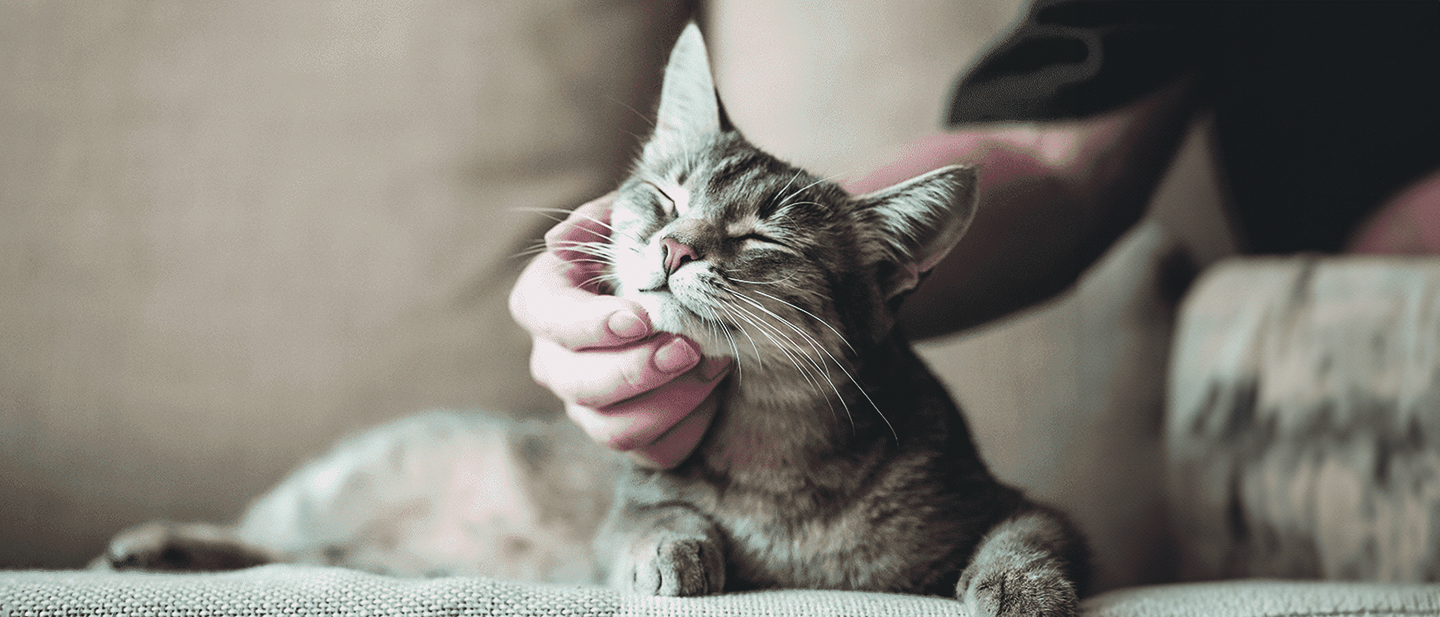 Cat behaviour: Understand Your Cat's Body Language & Emotion - Whiskas® ME